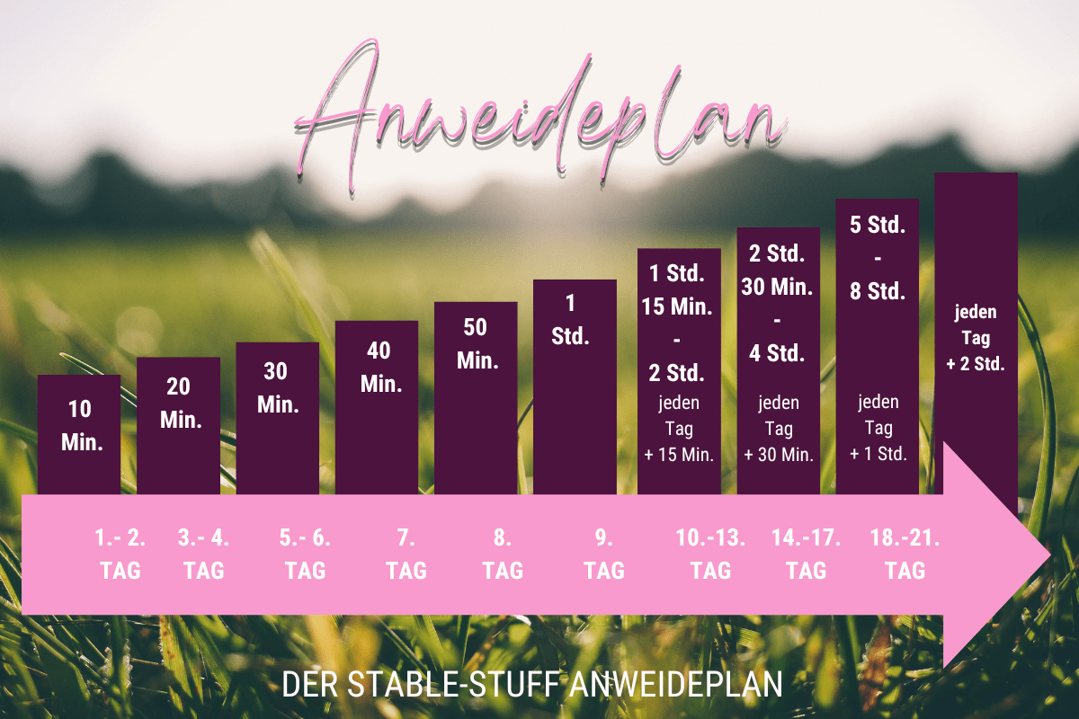 Pferde anweiden für die perfekte Weidesaison