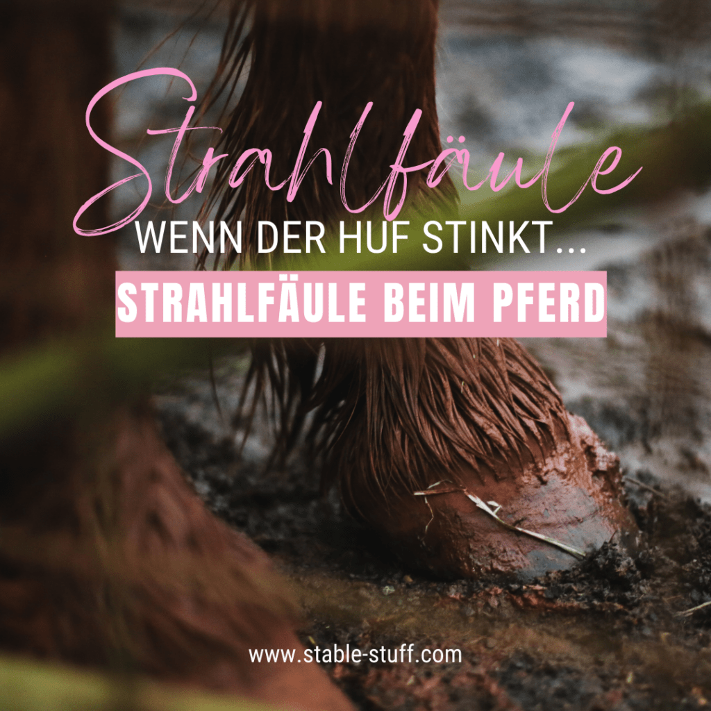 Strahlfäule beim Pferd - wenn der Huf stinkt | Behandlung